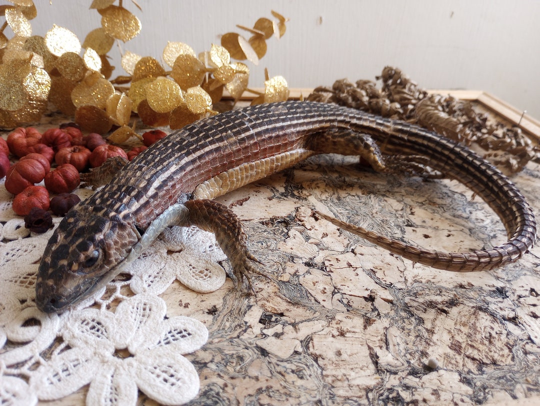 Deathtaxusa LARGE Real Animal Mummified Freeze Dried Lizard Mount ...