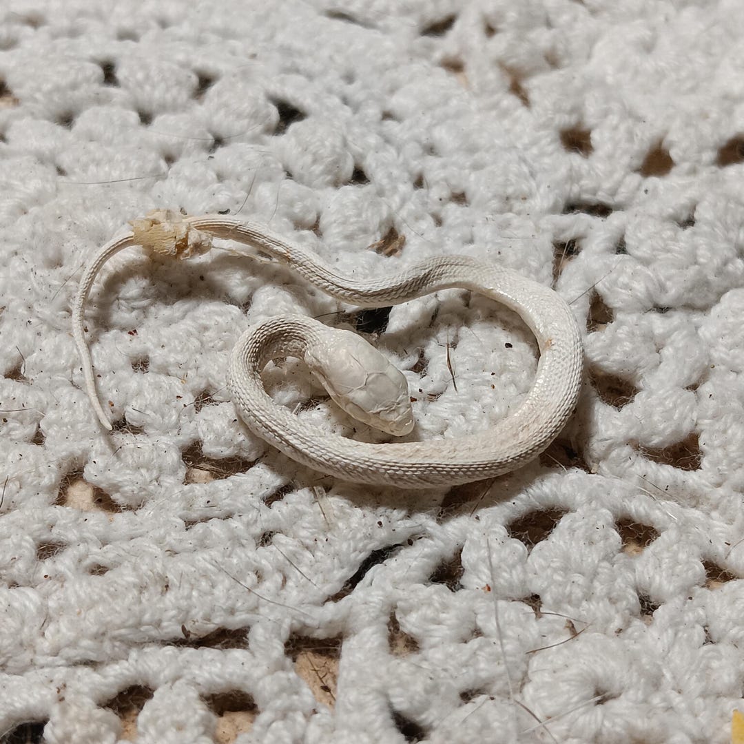 Deathtaxusa • #3634 - Real Animal Freeze Dried Stillborn Neonate ...