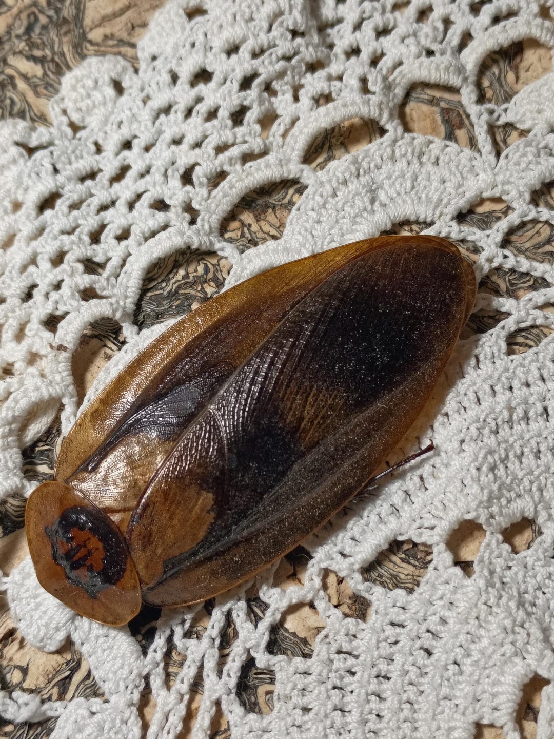 Deathtaxusa • #4283 - Real Animal Mummified Death's Head Roach ...