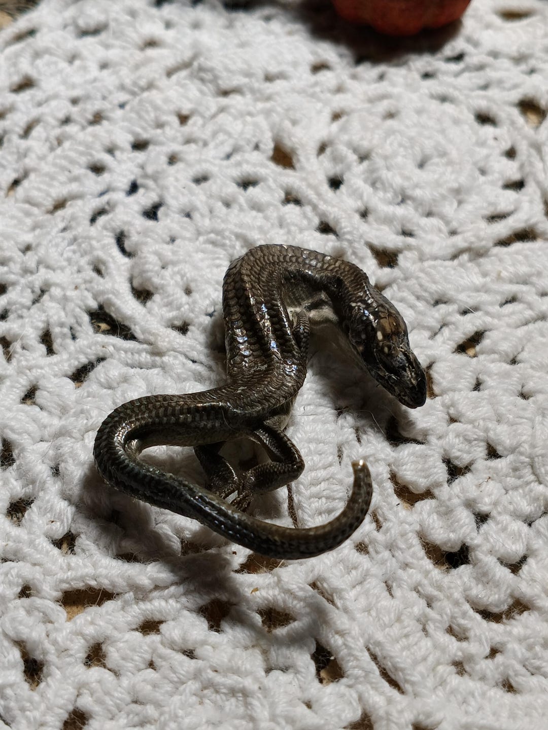 Deathtaxusa • #4484 - Real Animal Mummified Dried Neonate Skink ...