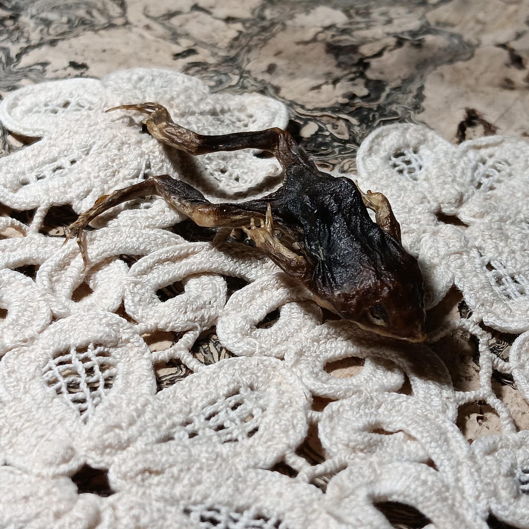 Deathtaxusa • #3300 - Real Animal Mummified Dried Toad Frog | Reptile ...