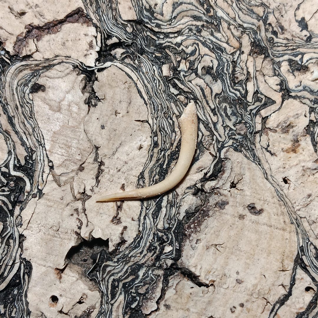 Deathtaxusa • #3833 - Real Snake African Gaboon Viper Fang Bone | Bitis ...