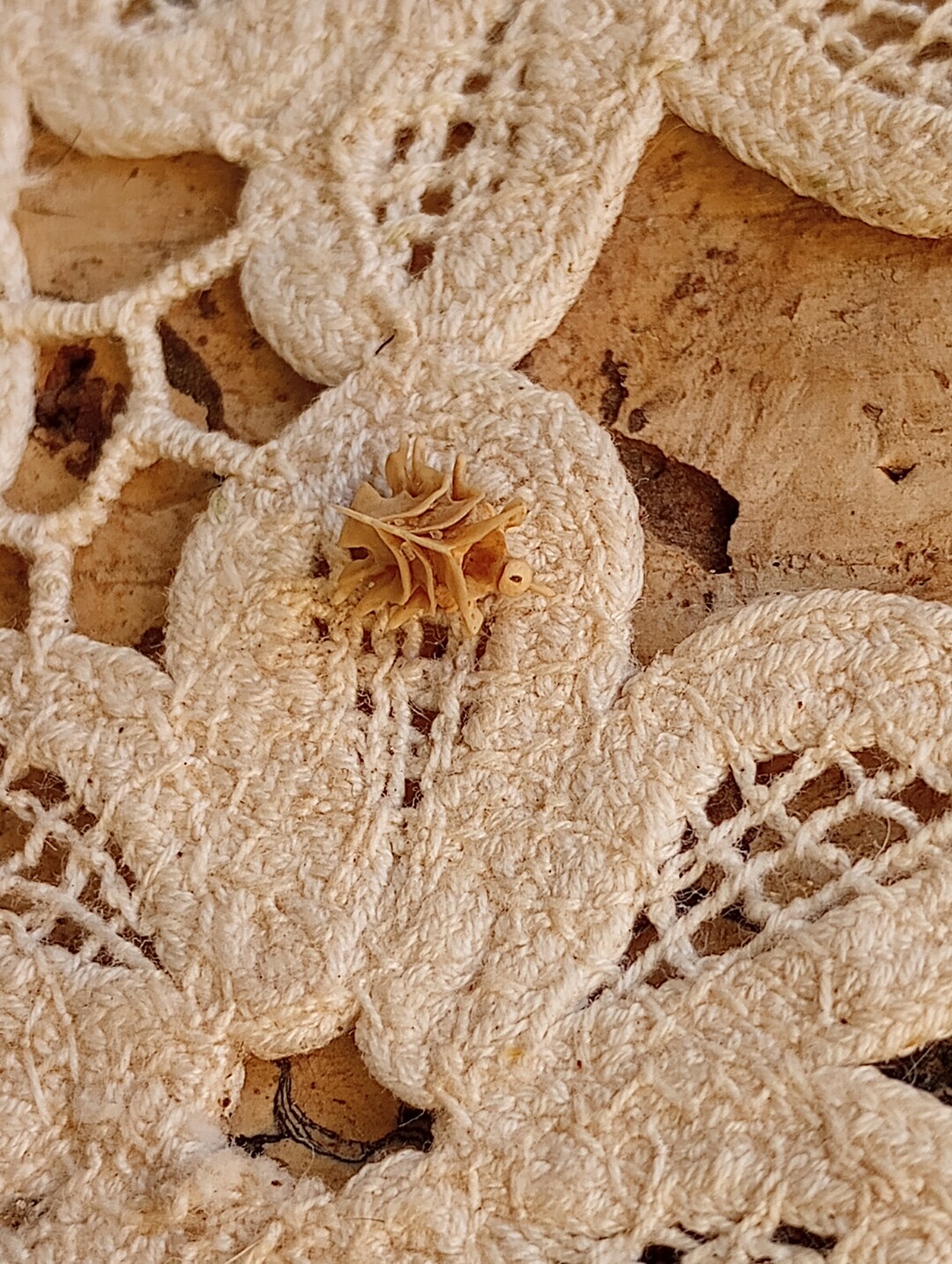 Deathtaxusa • #2455 - Real Venomous Rattler Rattlesnake Snake ...