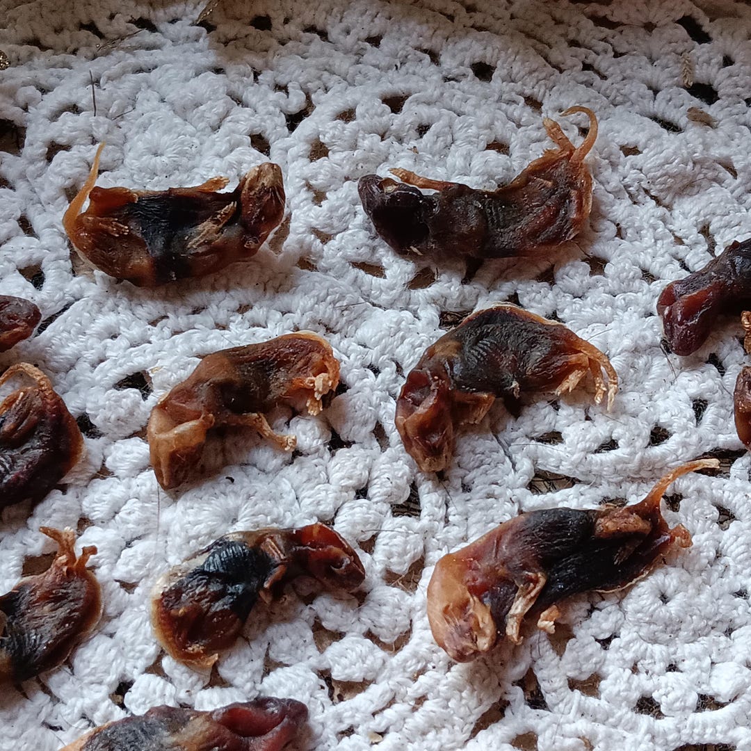 Deathtaxusa • #A16 - Real Mummified Dried Baby Domestic White Mouse ...