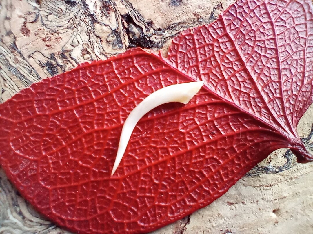 Deathtaxusa • #1806 - Real Animal Snake Rattlesnake Rattler Fang Bones ...