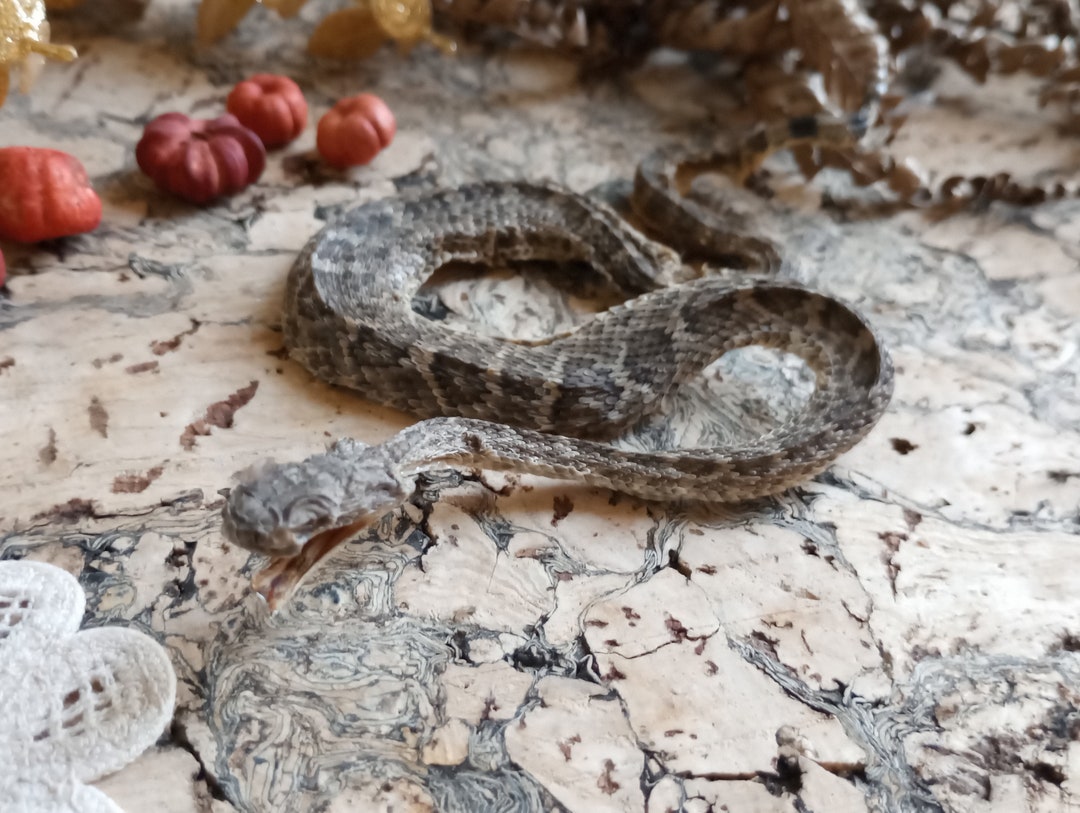 Deathtaxusa 1696 Real Animal Baby Mummified Mojave Rattler Rattlesnake ...