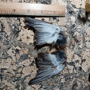 Deathtaxusa 3274 Real Animal Mummified European House Sparrow Wings ...