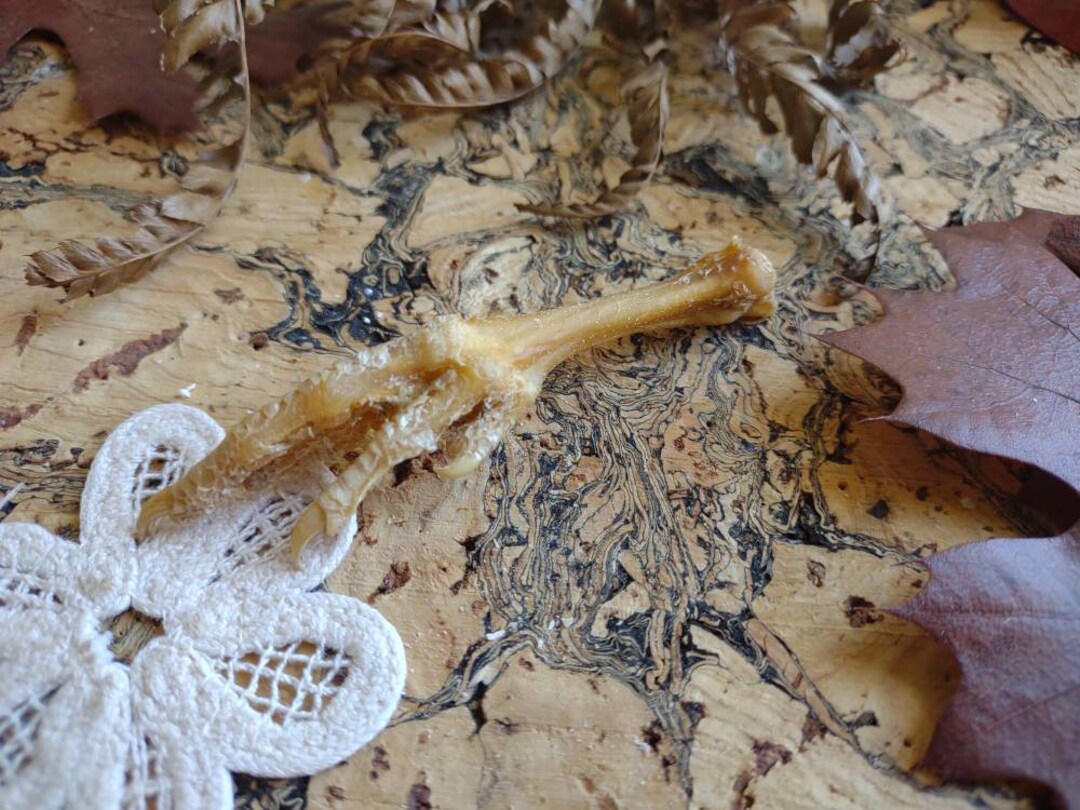 Deathtaxusa 1043 Real Animal Domestic Poultry Chick Chicken Foot Feet ...