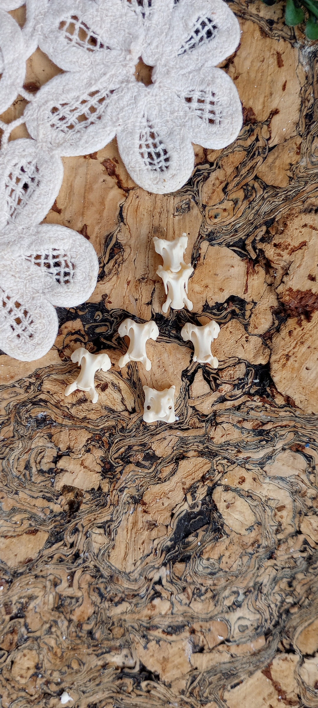 Deathtaxusa • #2080 - Real Animal Domestic Poultry Chicken Chick ...