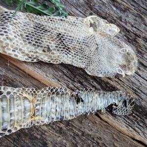 Deathtaxusa 85 51 Venomous Timber Rattlesnake Rattler Serpent Skin Shed ...