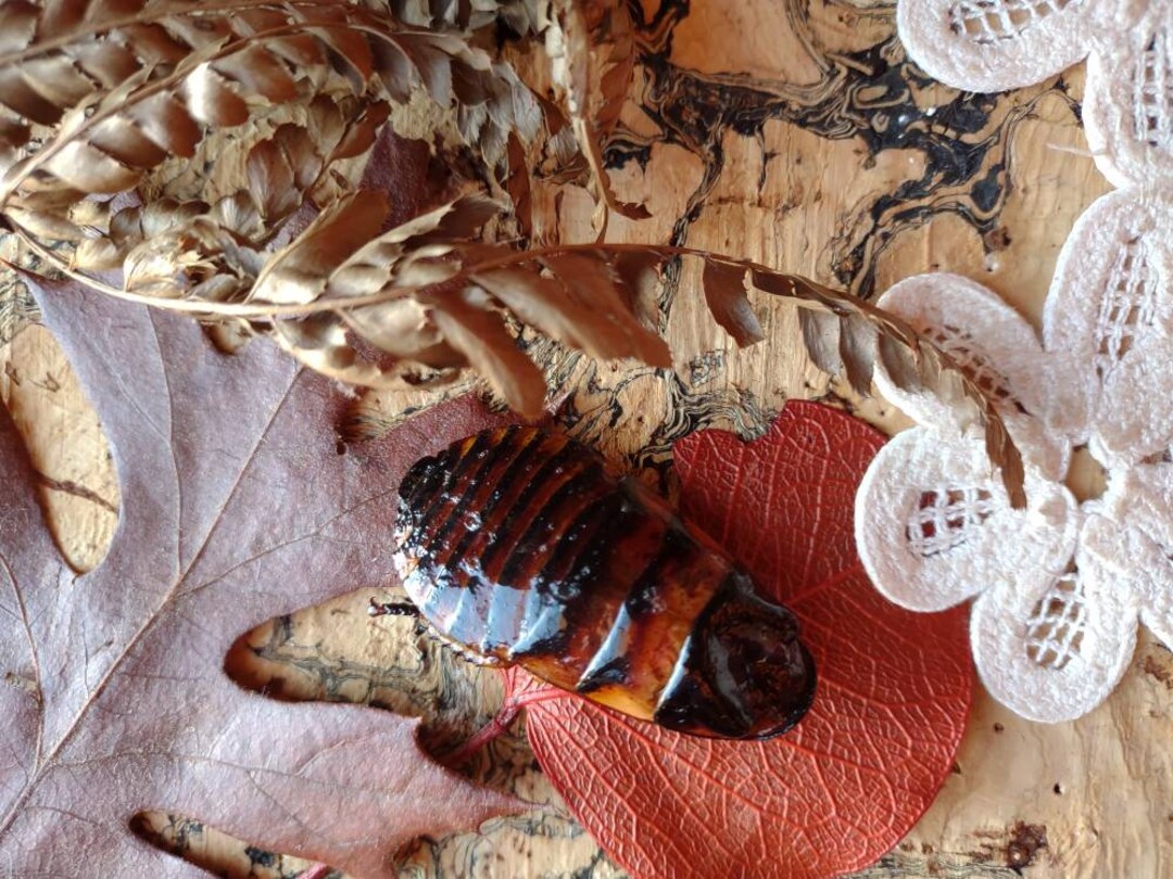 Deathtaxusa 32 Real Animal Mummified Halloween Hisser Hissing Roach ...