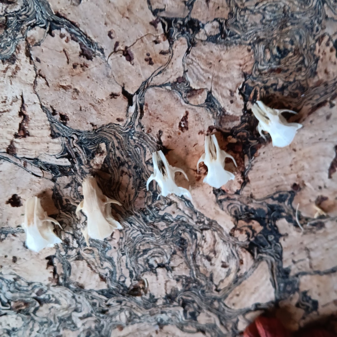 Deathtaxusa • #2967 - Real Animal Domestic Rodent Skulls Bone Lot ...