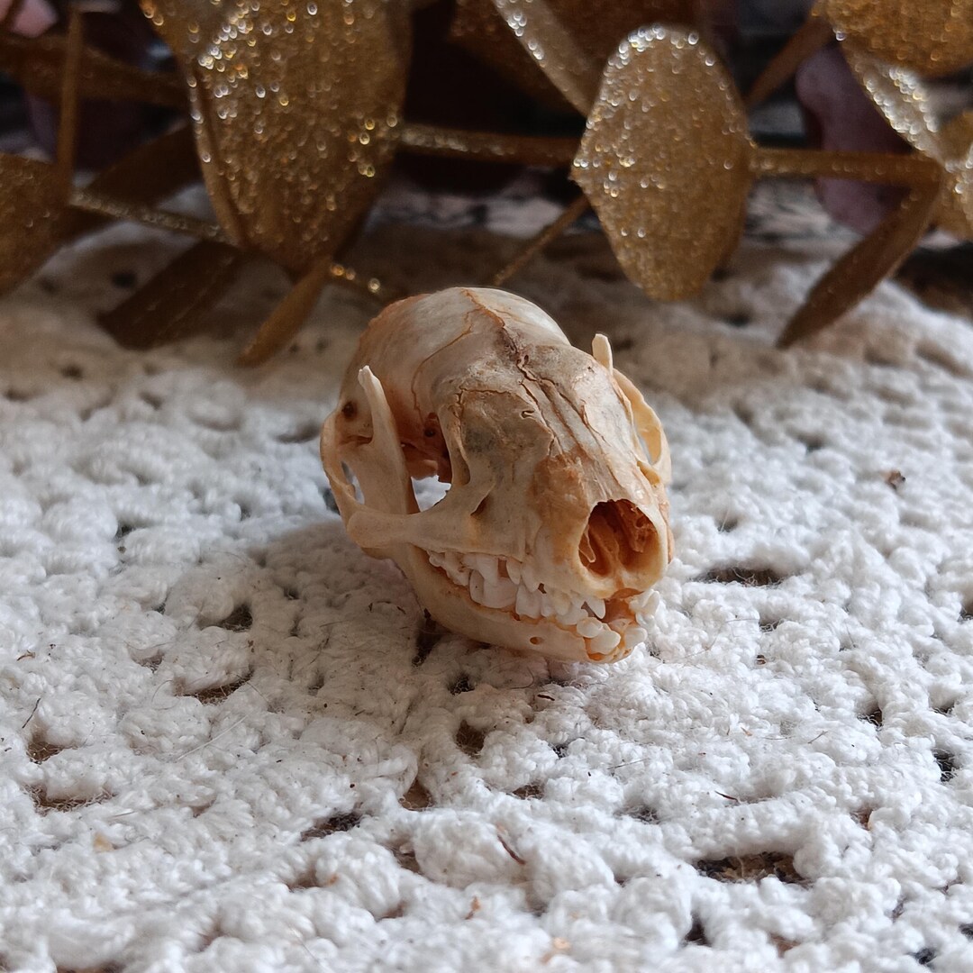 Deathtaxusa • #3608 - Real Animal Domestic Hedgehog Skull | Animal Bone ...