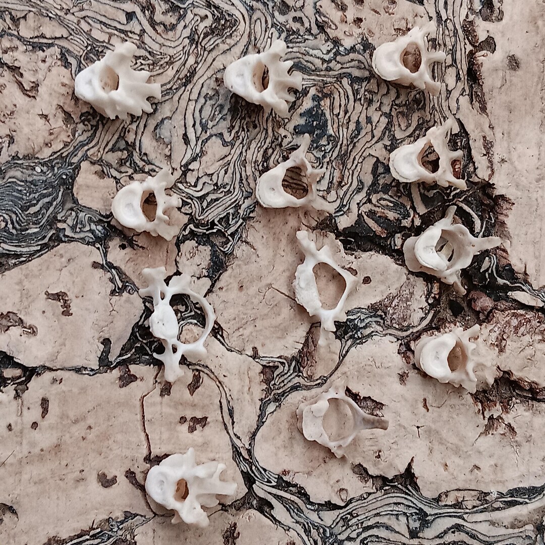 Deathtaxusa • #3364 - Real Animal Domestic Hedgehog Bone Lot | Skeleton ...