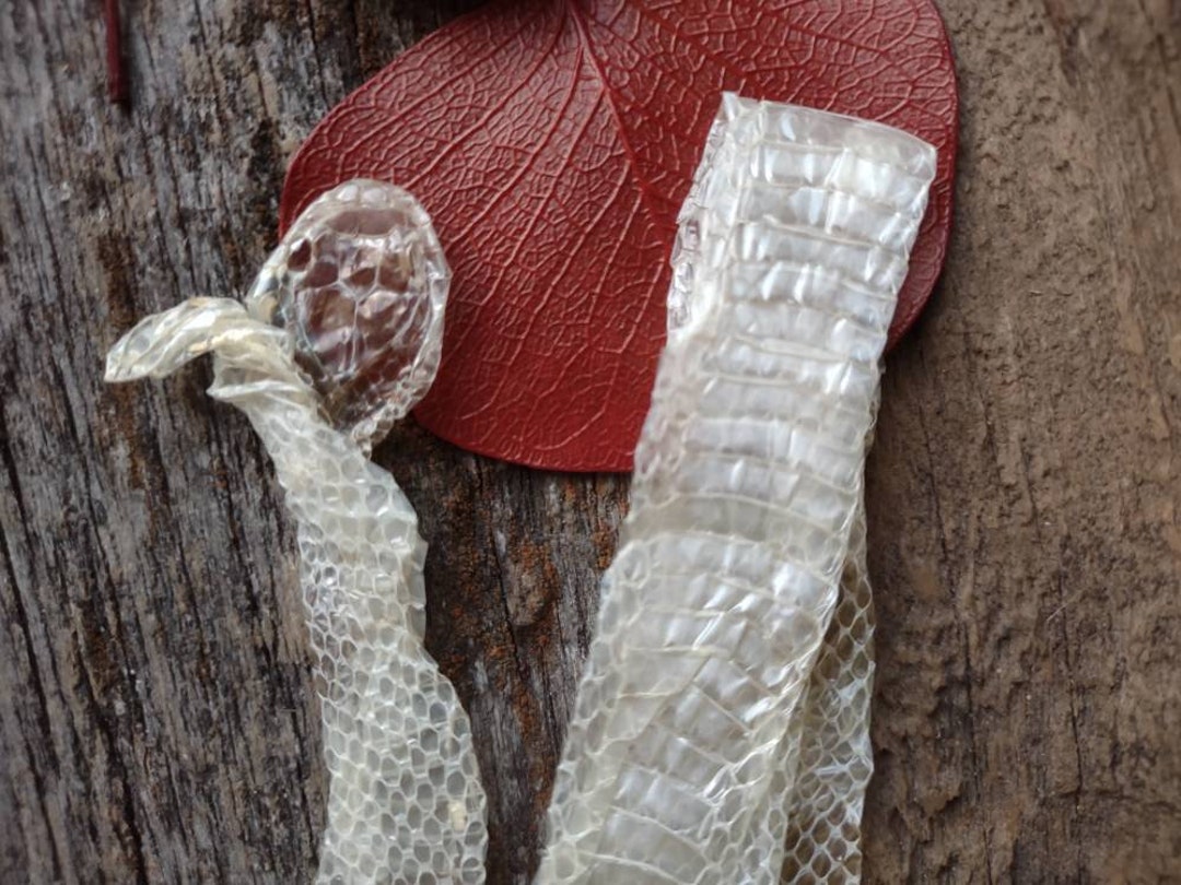 Deathtaxusa • #15 - 36" Kingsnake King Snake Skin Shed Molt | Serpent ...