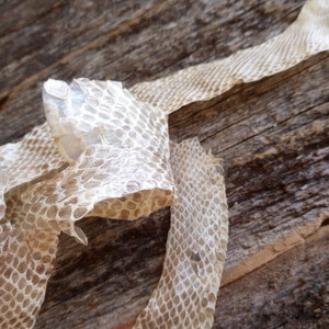 Deathtaxusa • #14 - 30" Venomous Trans Pecos Copperhead Skin Shed Molt ...