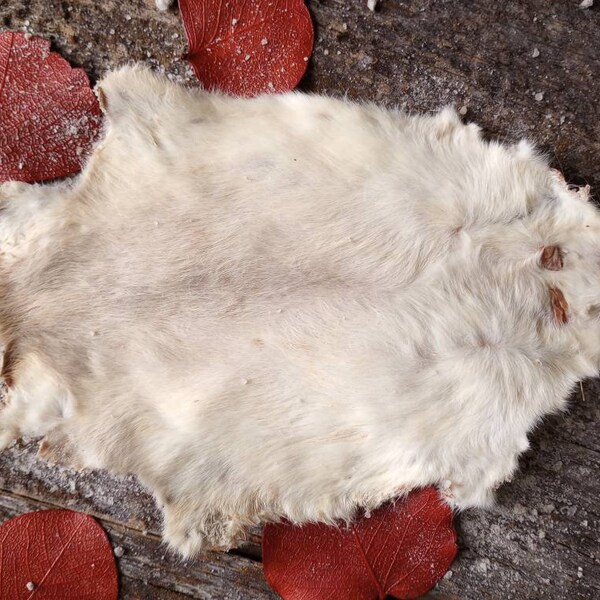 Taxidermy Rat - Etsy