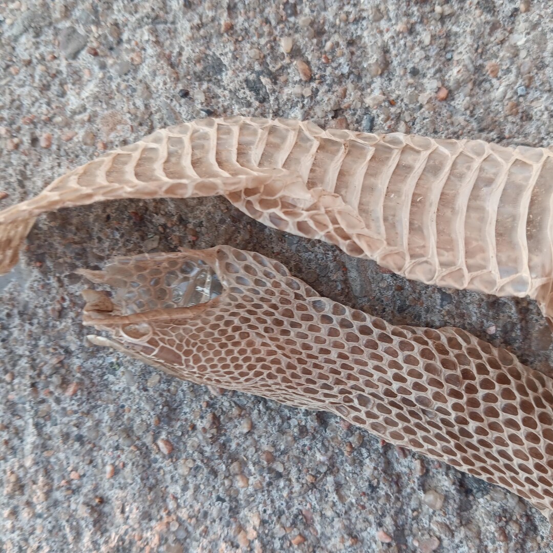 Deathtaxusa • #65 - 29" Hognose Hog-nosed Snake Skin Shed Molt ...
