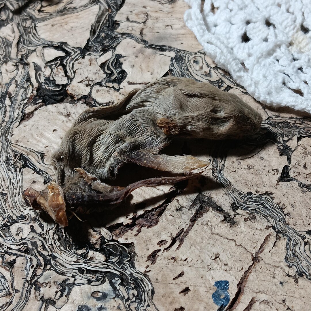 Deathtaxusa • #3737 - Real Mummified Dried Domestic Whole Rodent Fancy ...