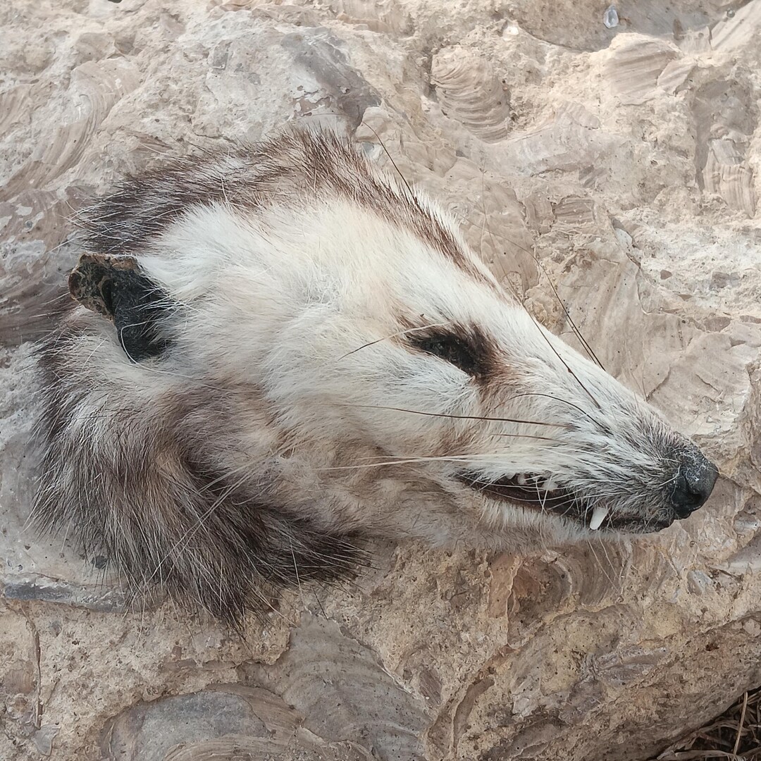 Deathtaxusa • Real Mummified Dried Opossum Possum Head | Mammal Animal ...