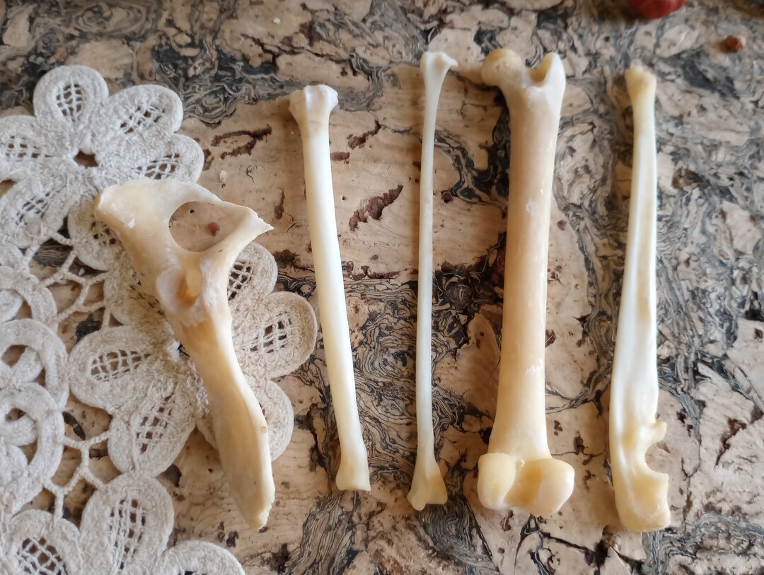 Deathtaxusa • #2788 - Real Animal Limb Leg Limbs Bone Lot | Bones ...