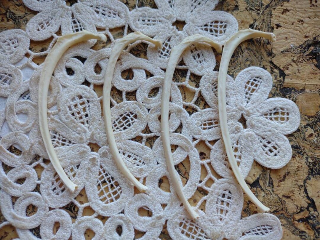 Deathtaxusa • #960 - Real Animal Rib Ribs Bone | Bones Animal Skeleton ...