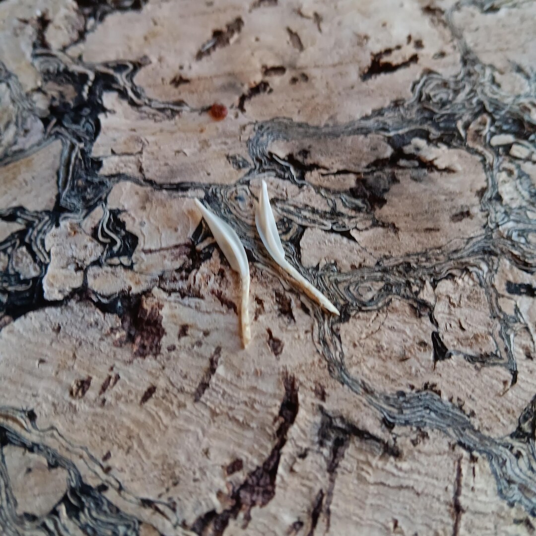 Deathtaxusa 3143 Real Animal Snake Rattlesnake Rattler Fang Jaw Teeth ...