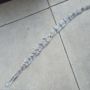 Deathtaxusa 85 51 Venomous Timber Rattlesnake Rattler Serpent Skin Shed ...