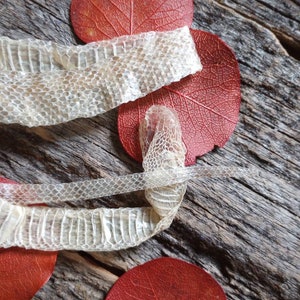 Deathtaxusa 38 32 Kingsnake King Snake Skin Shed Molt Serpent Reptile ...