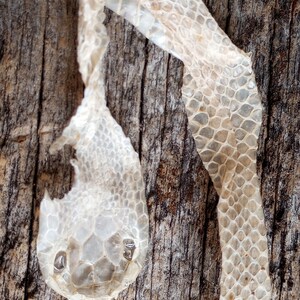 Deathtaxusa • #49 - 35" Copperhead Venomous Snake Skin Shed Molt ...