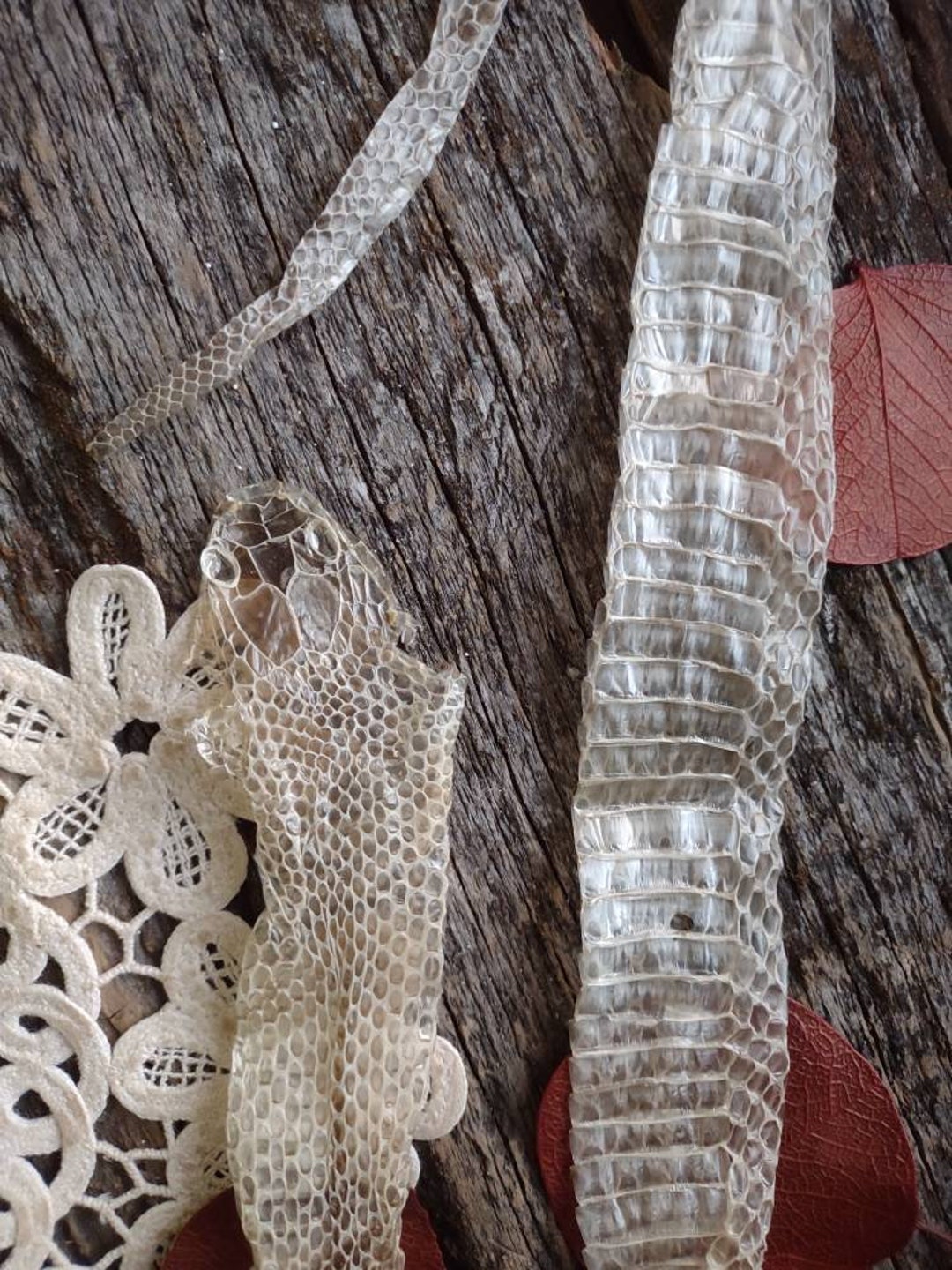 Deathtaxusa 19 48 Colubrid Snake Skin Shed Molt Serpent Reptile Curio ...