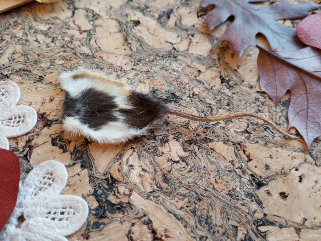 Deathtaxusa 1478 Real Dried Fancy Black Rodent Mouse Skin Pelt Skinned ...