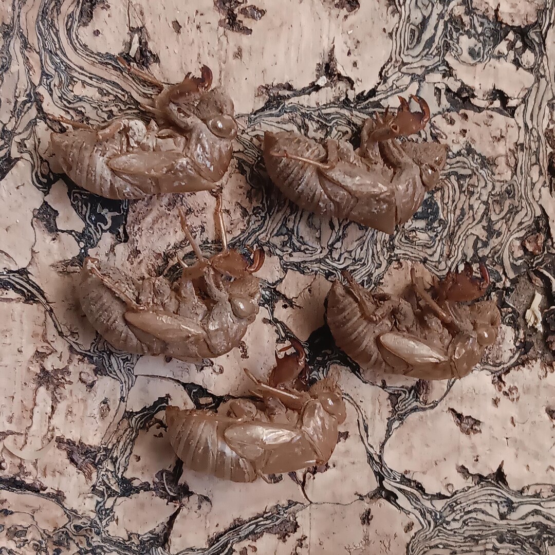 Deathtaxusa • #3354 - Real Animal Cicada Cicadas Molt Shed Sheds Molts ...