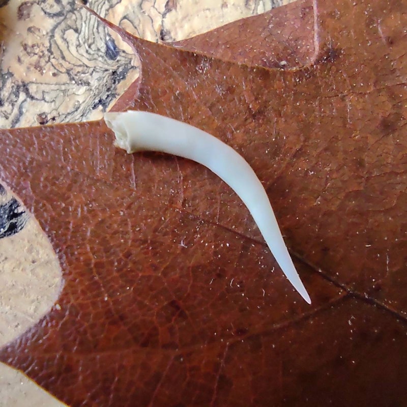 Snake Fangs - Etsy
