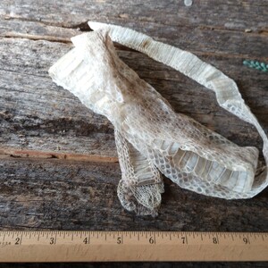 Deathtaxusa 24 45 Venomous Western Diamondback Rattlesnake Rattler ...