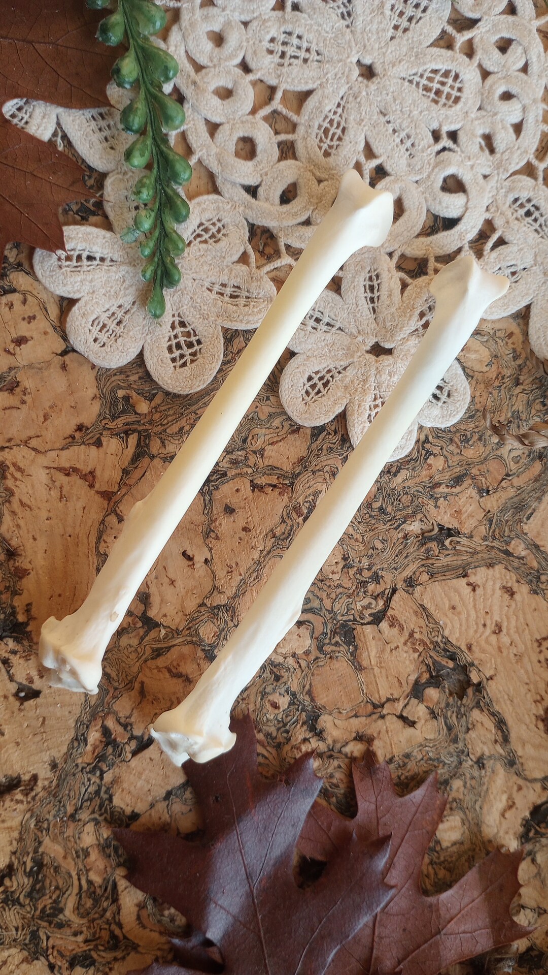 Deathtaxusa 1943 Real Animal Domestic Chicken Skeletal Bone Lot ...