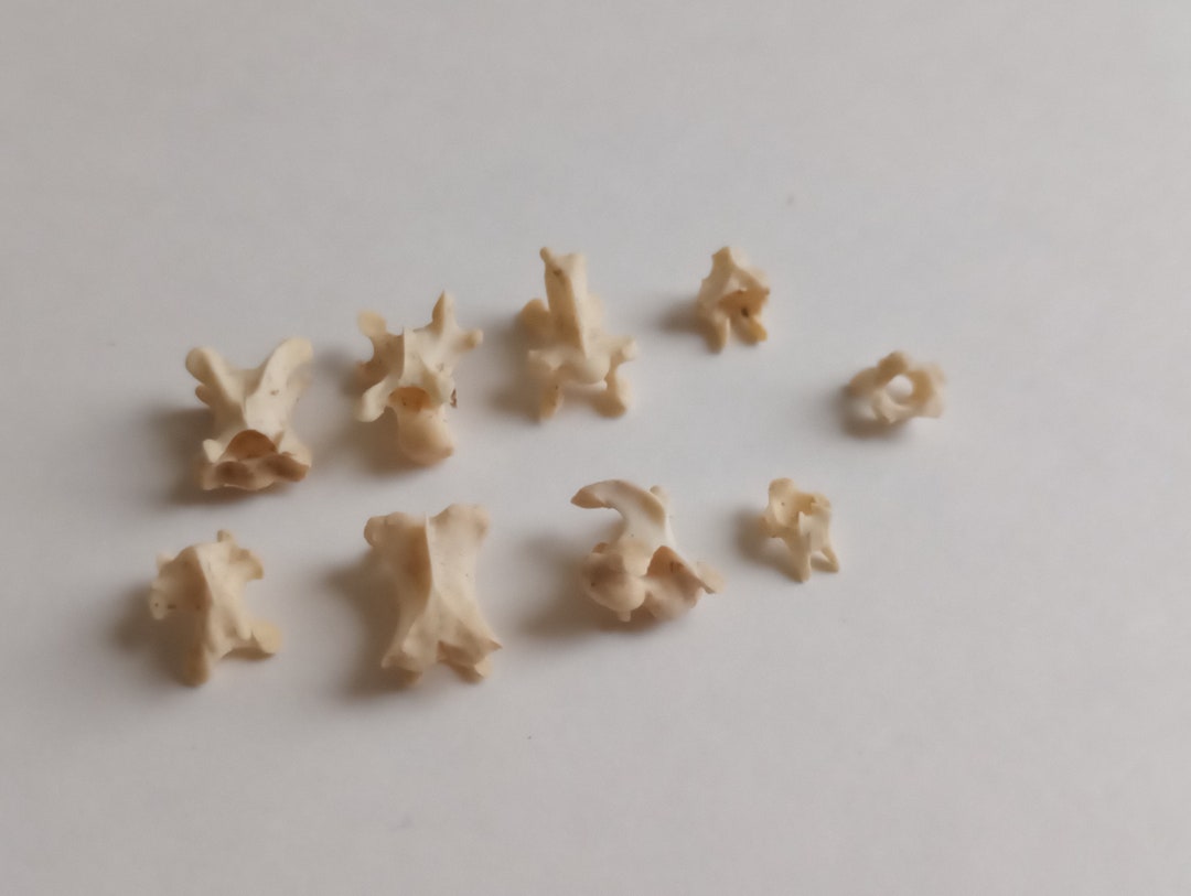 Deathtaxusa • #2622 - Real Animal Reptile Bones Set | Nature Cleaned ...