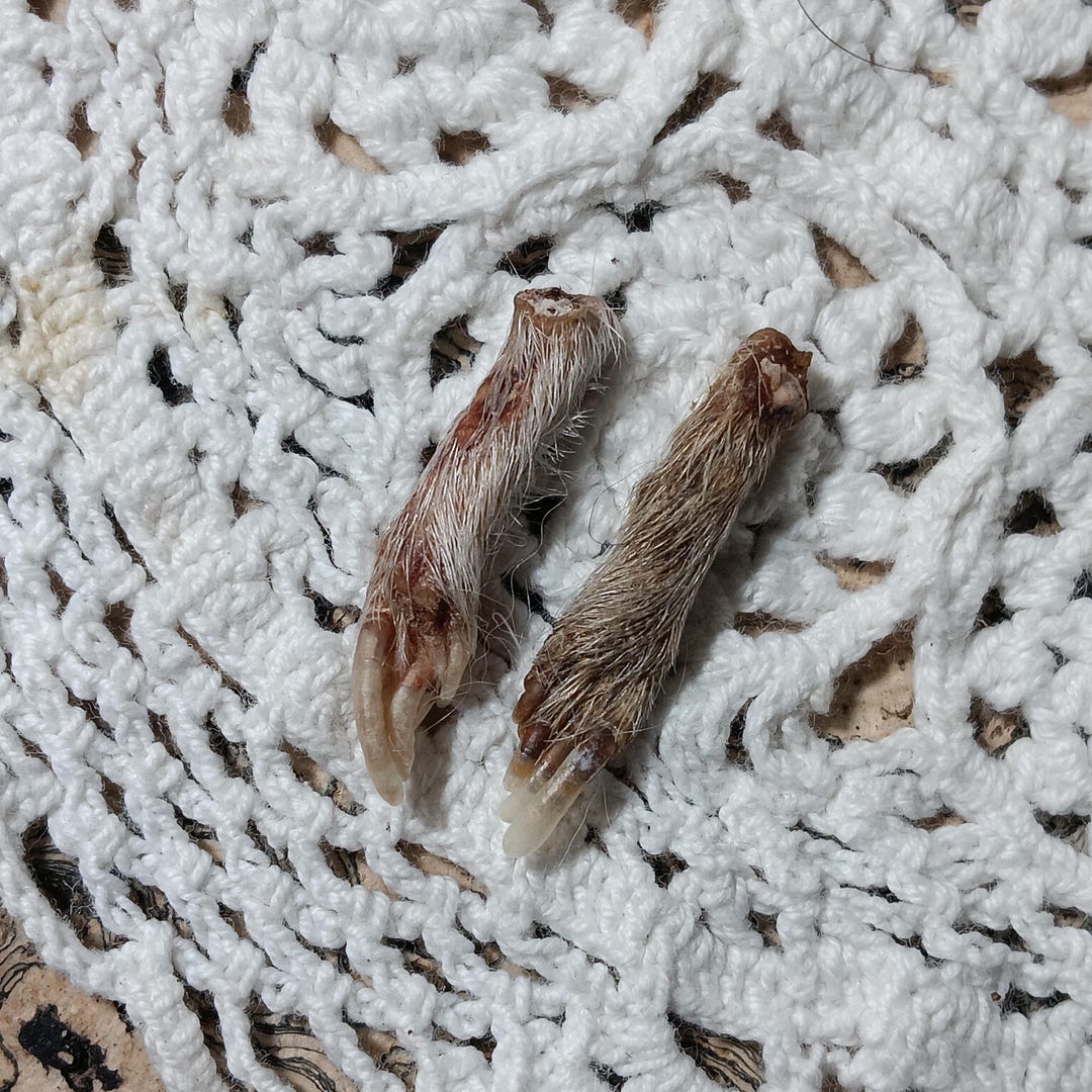 Deathtaxusa • #3726 - Real Animal Mummified Domestic Hedgehog Feet Paws ...