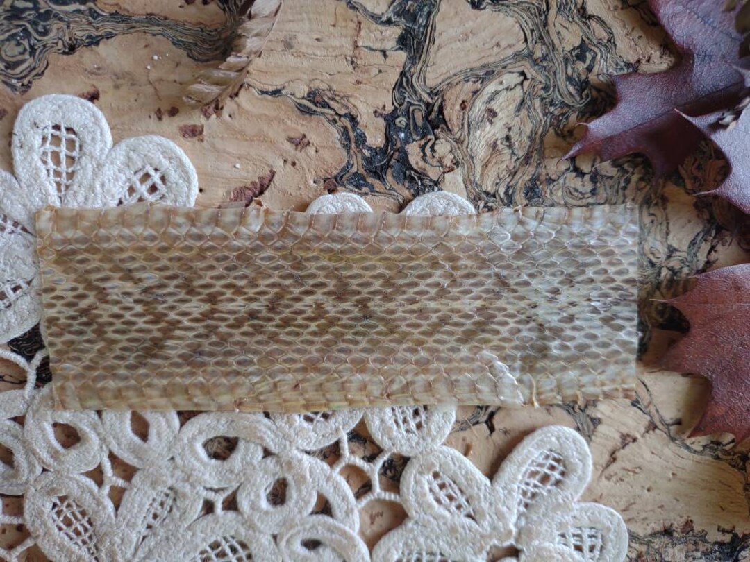 Deathtaxusa 1120 Real Animal Snake Dried Pelt Skin Serpent Reptile ...