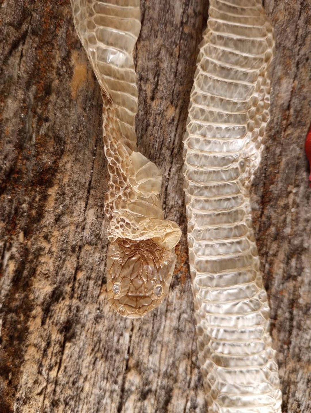 Deathtaxusa 34 36 Kingsnake King Snake Skin Shed Molt Serpent Reptile ...