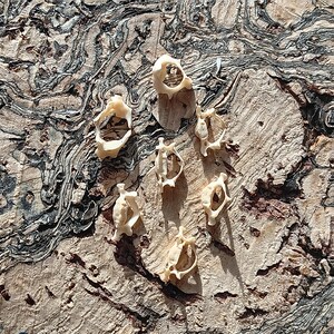 Deathtaxusa • #3885 - Real Animal Domestic Hedgehog Vertebrae Bone Lot ...