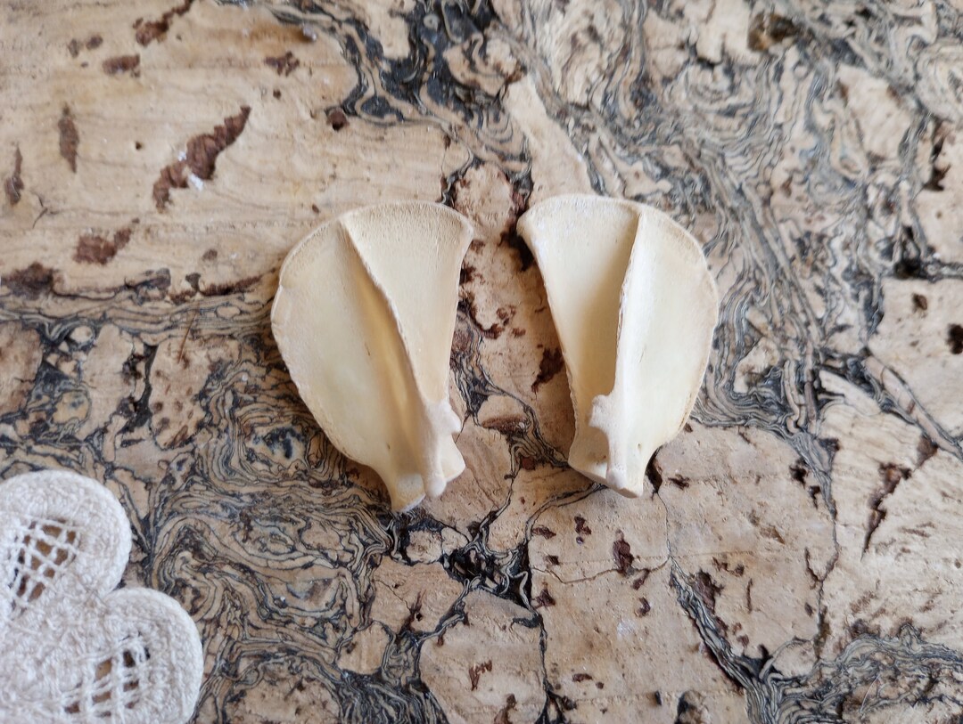 Deathtaxusa • #2574 - Real Animal Scapula Shoulder Bone Pair | Bones ...