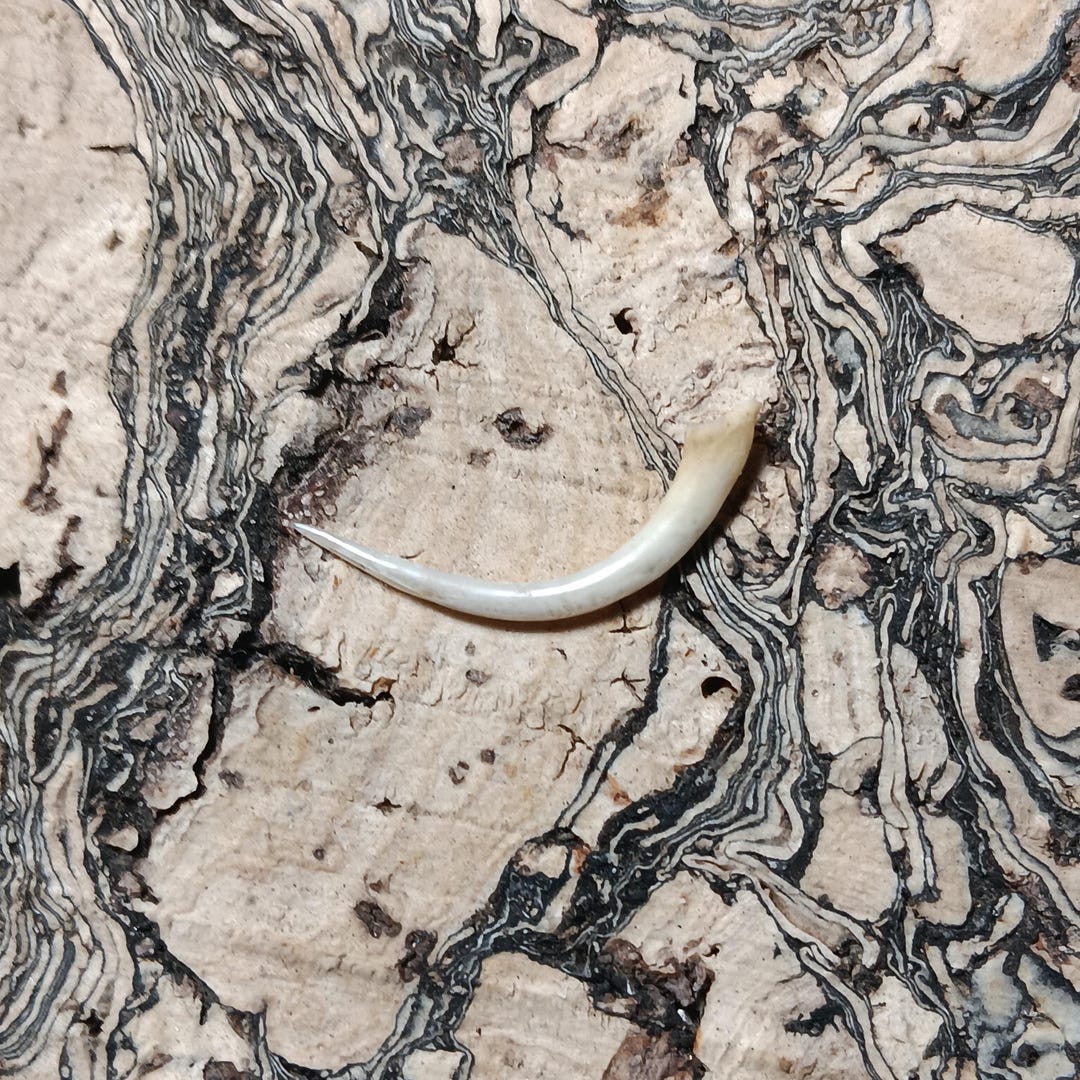 Deathtaxusa • #3834 - Real Snake African Gaboon Viper Fang Bone | Bitis ...