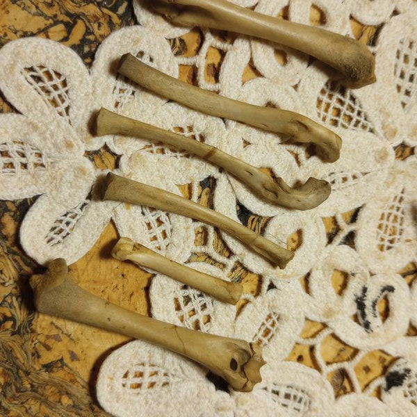 Rabbit Bones - Etsy