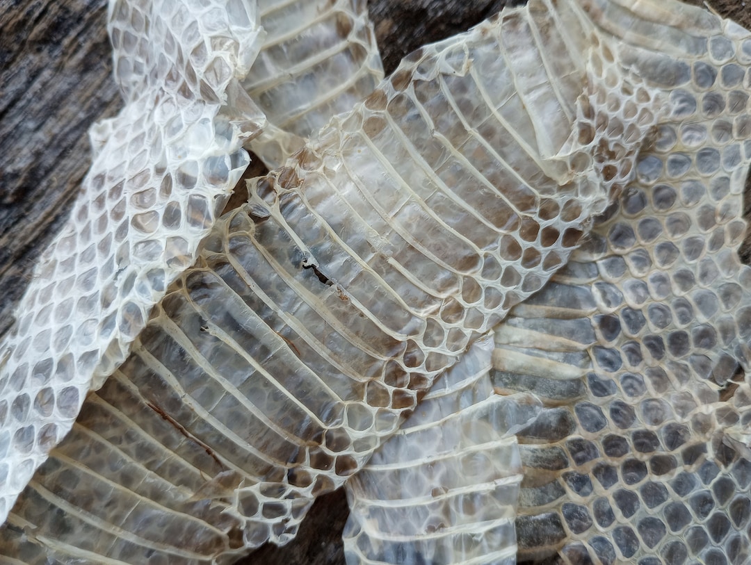 Deathtaxusa • #82 - SCRAPS Venomous Copperhead Serpent Skin Shed Molt ...