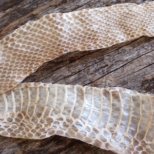 Deathtaxusa • #14 - 30" Venomous Trans Pecos Copperhead Skin Shed Molt ...