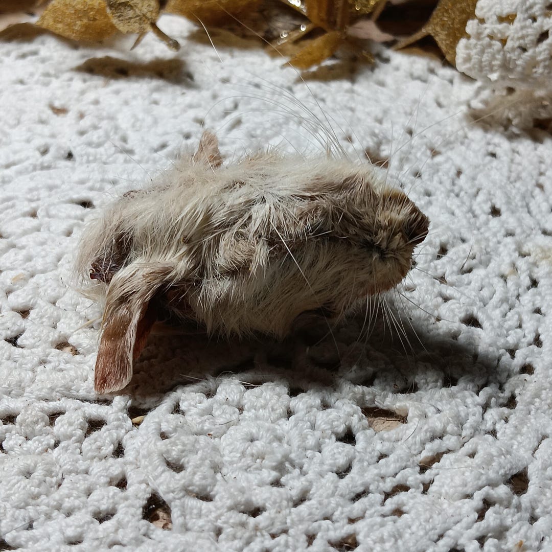 Deathtaxusa • #3688 - Real Mummified Dried Domestic Rodent Adult Rat ...