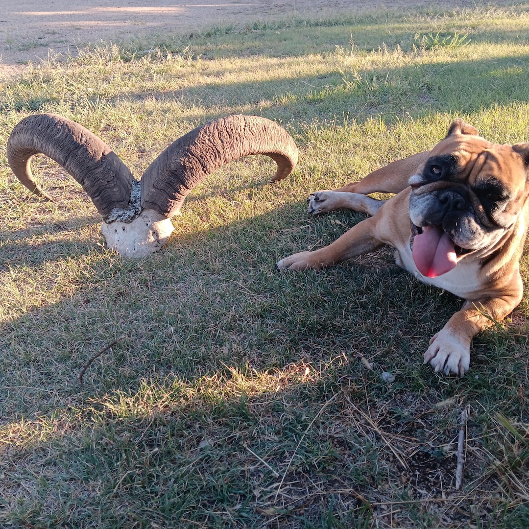 Deathtaxusa 3 Real Animal Texas African LARGE Aoudad Barbary Sheep Ram ...