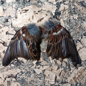 Deathtaxusa 3274 Real Animal Mummified European House Sparrow Wings ...