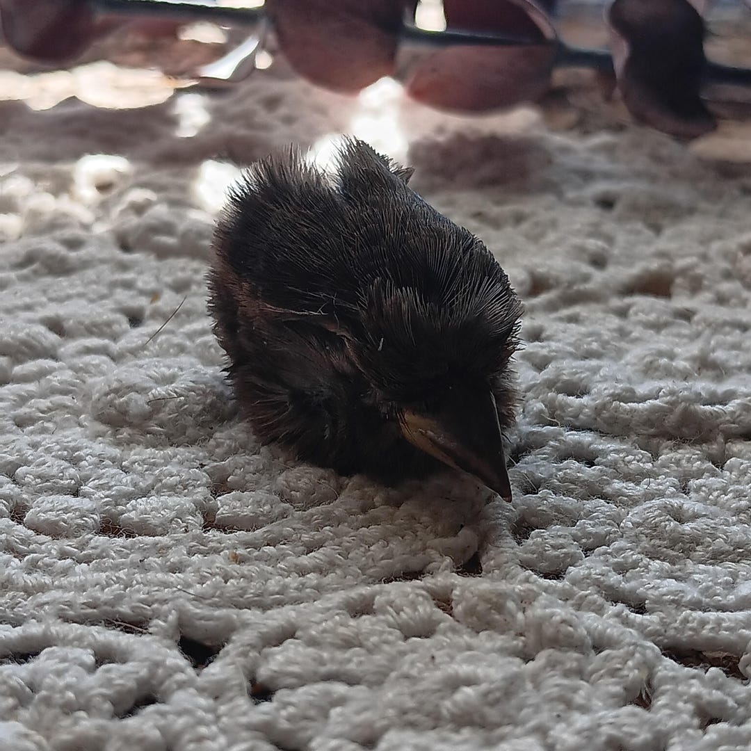 Deathtaxusa • #3624 - Real Animal Mummified European House Sparrow Head ...